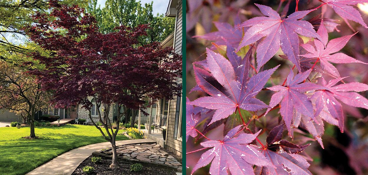 Growing Japanese Maples in Wisconsin | Johnson's Nursery | KB
