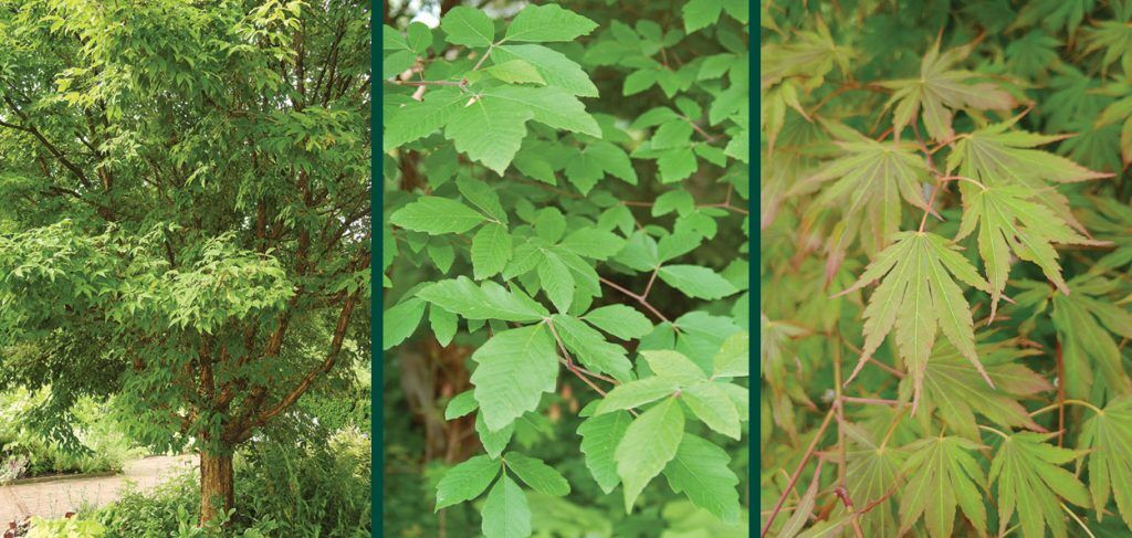 Growing Japanese Maples in Wisconsin | Johnson's Nursery | KB