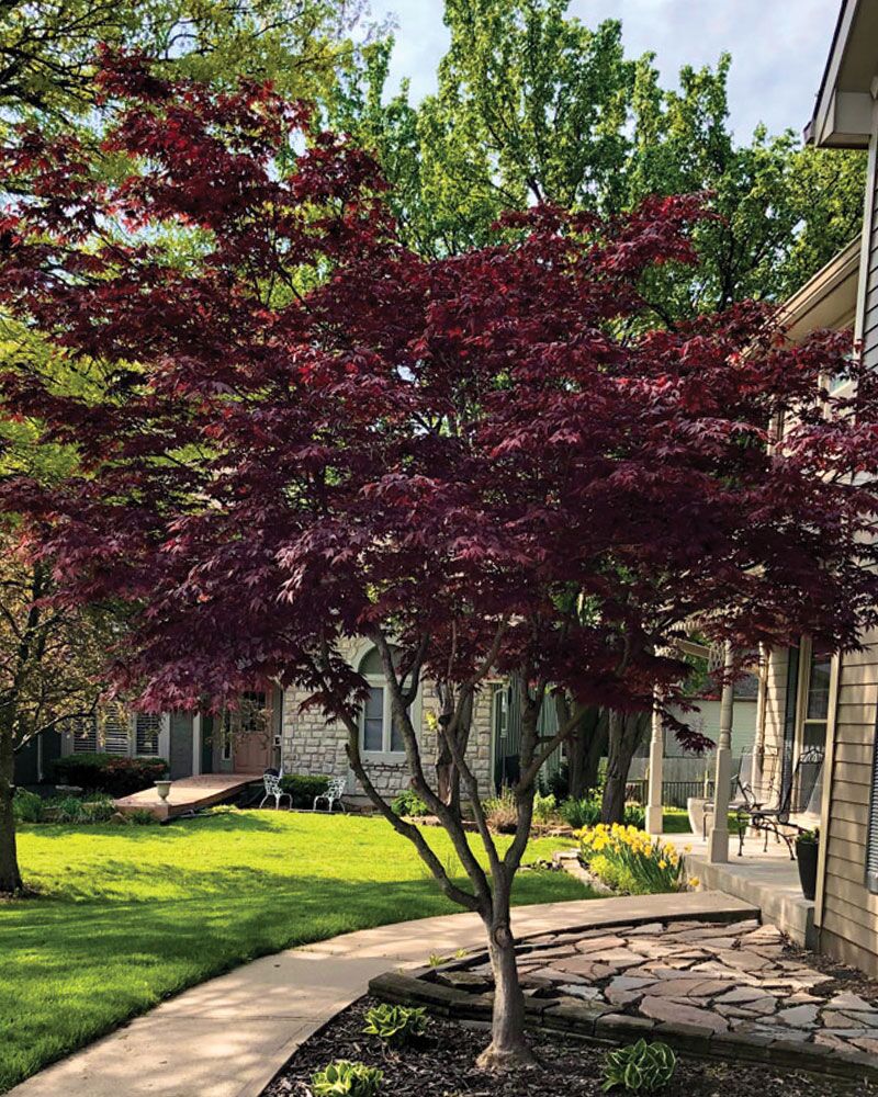 Growing Japanese Maples in Wisconsin | Johnson's Nursery | KB