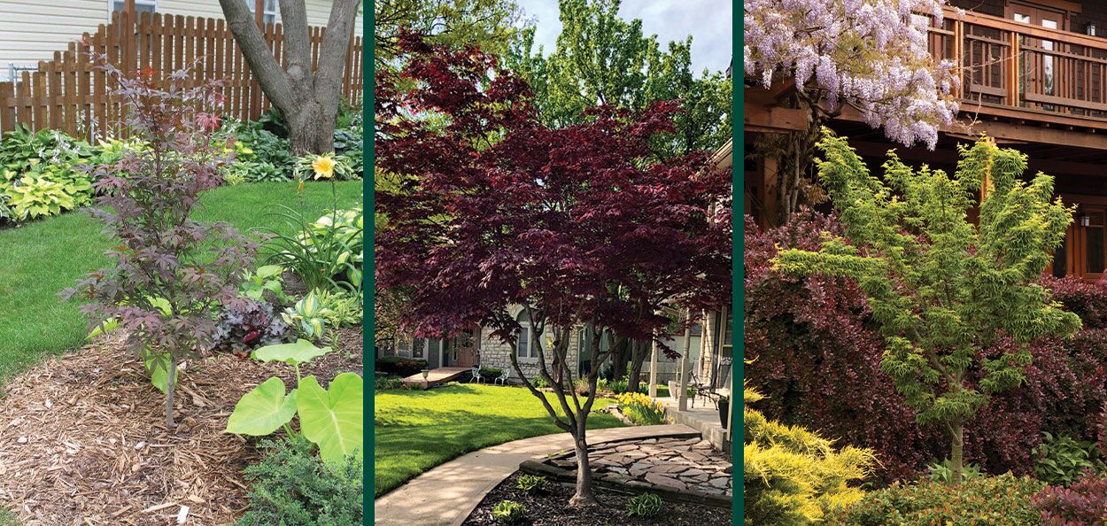 Growing Japanese Maples in Wisconsin | Johnson's Nursery | KB