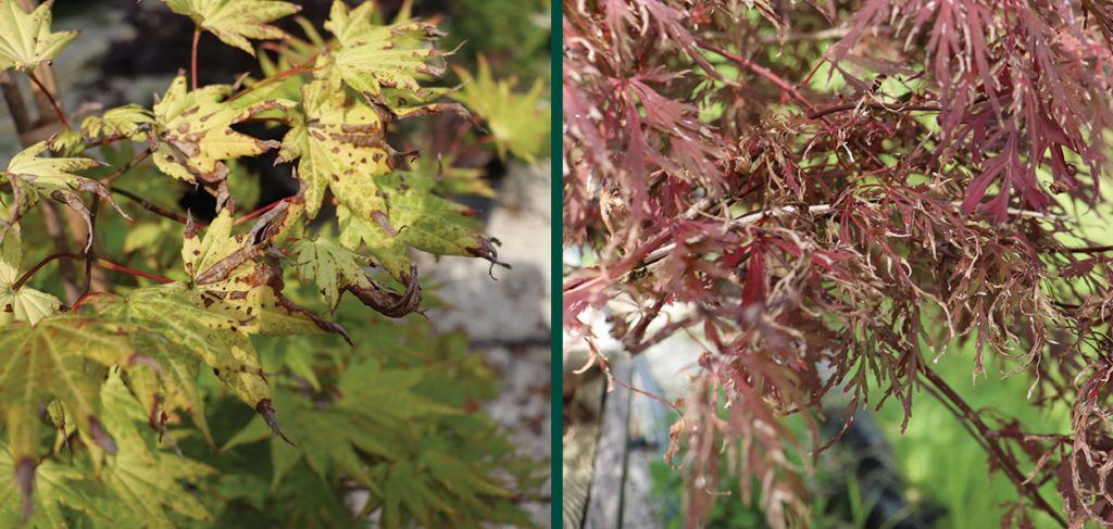 Growing Japanese Maples in Wisconsin | Johnson's Nursery | KB