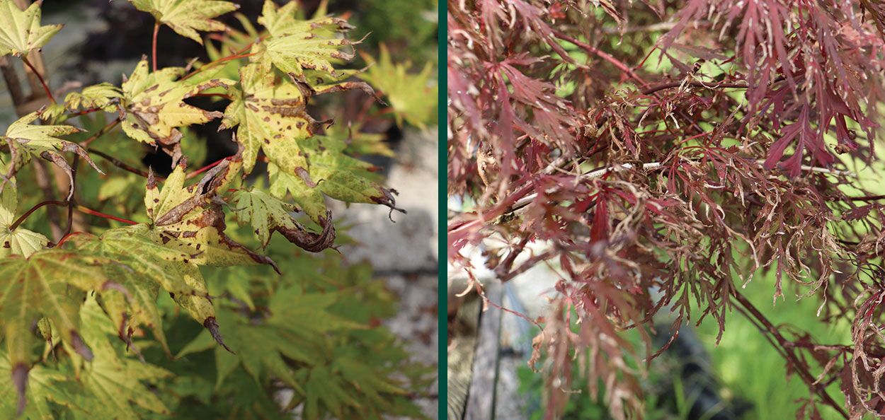 Growing Japanese Maples in Wisconsin | Johnson's Nursery | KB