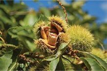 American Chestnut | Johnson's Nursery | KB
