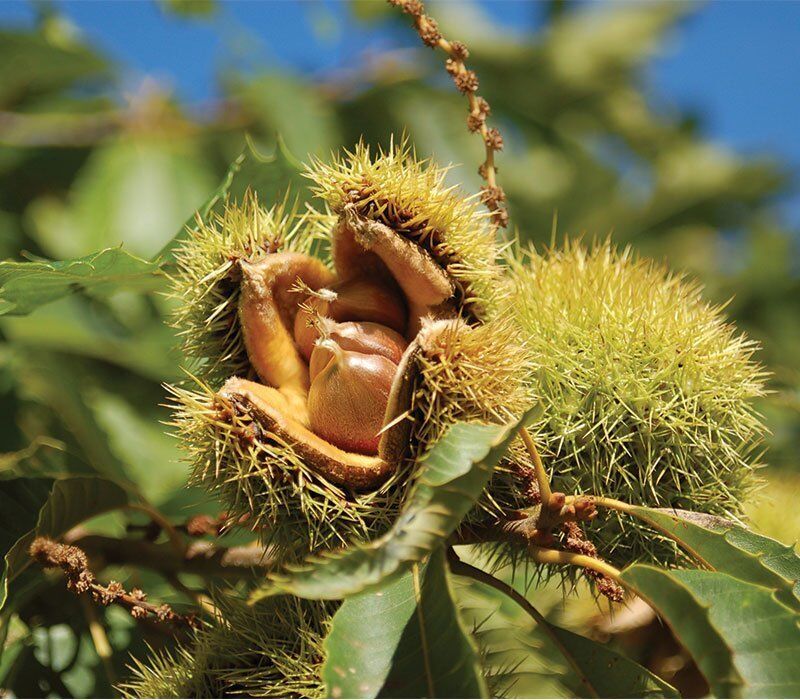 Wisconsin Native Trees | Johnson's Nursery | Knowledgebase