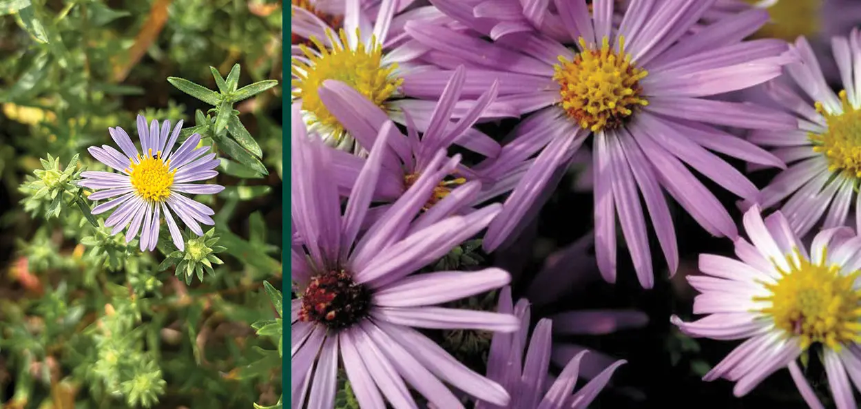 Aromatic Aster | Johnson's Nursery | KB