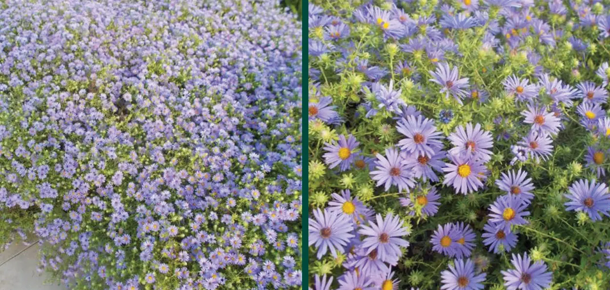 Aromatic Aster | Johnson's Nursery | KB