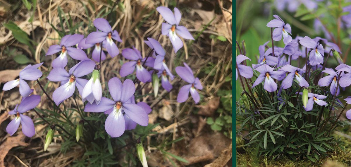 Bird-foot Violet | Johnson's Nursery | KB