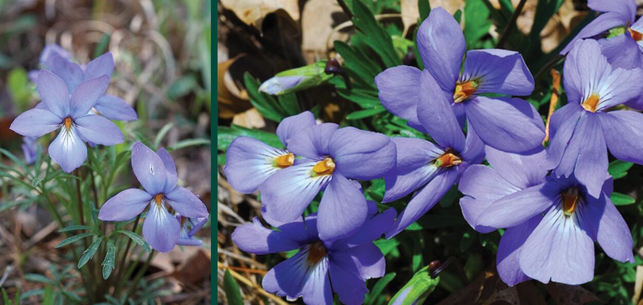 Bird-foot Violet | Johnson's Nursery | KB