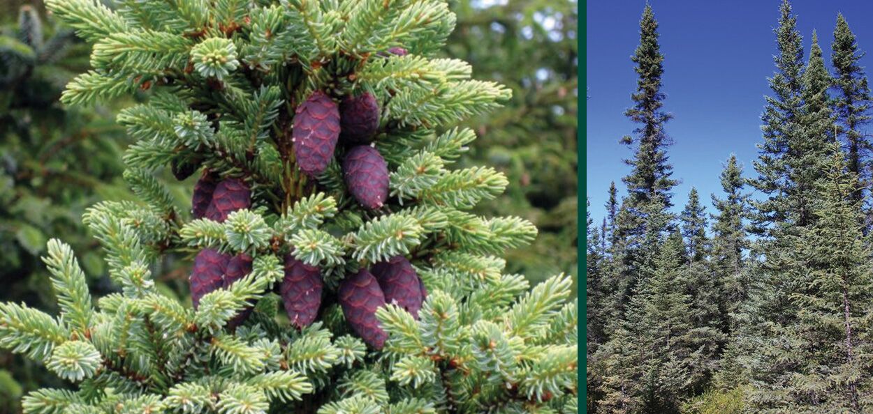 Black Spruce | Johnson's Nursery | KB