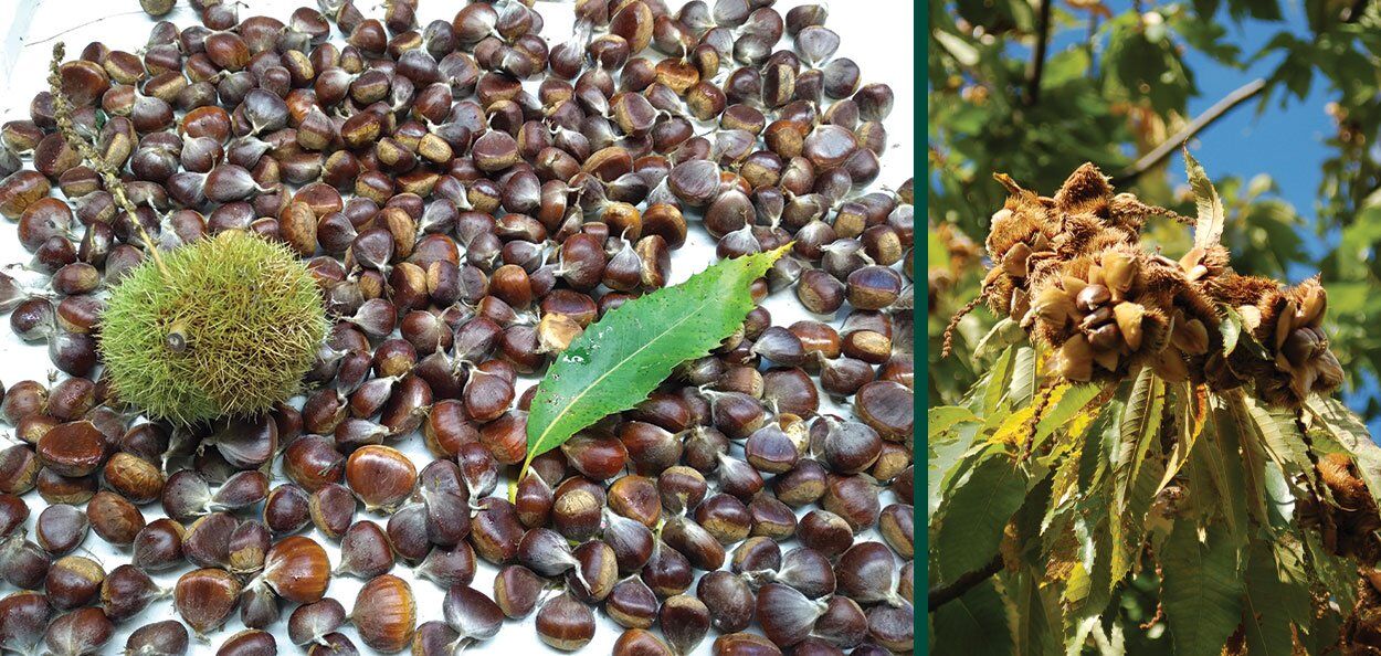 American Chestnut | Johnson's Nursery | KB