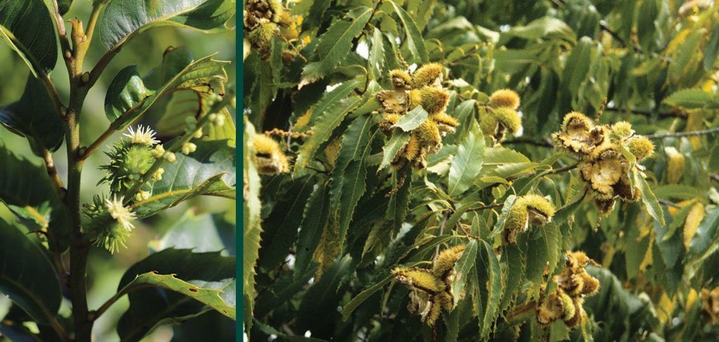 American Chestnut | Johnson's Nursery | KB