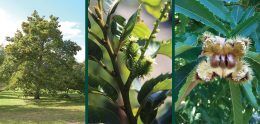 American Chestnut | Johnson's Nursery | KB