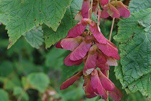 Mountain Maple | Johnson's Nursery | KB