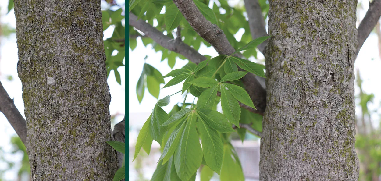 Mystic Ruby™ Buckeye | Johnson's Nursery | Knowledgebase