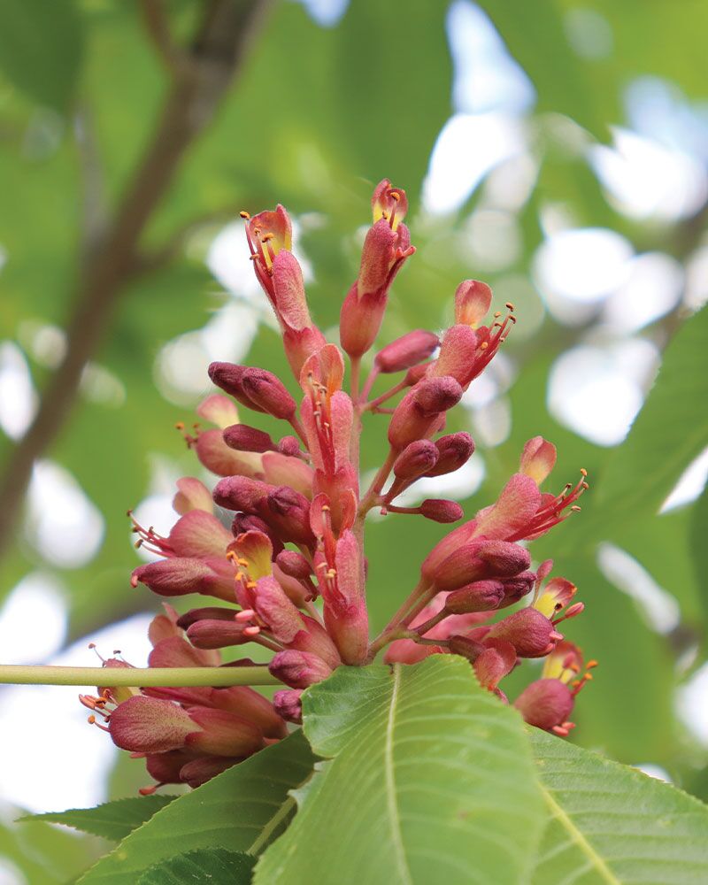 Mystic Ruby™ Buckeye | Johnson's Nursery | Knowledgebase