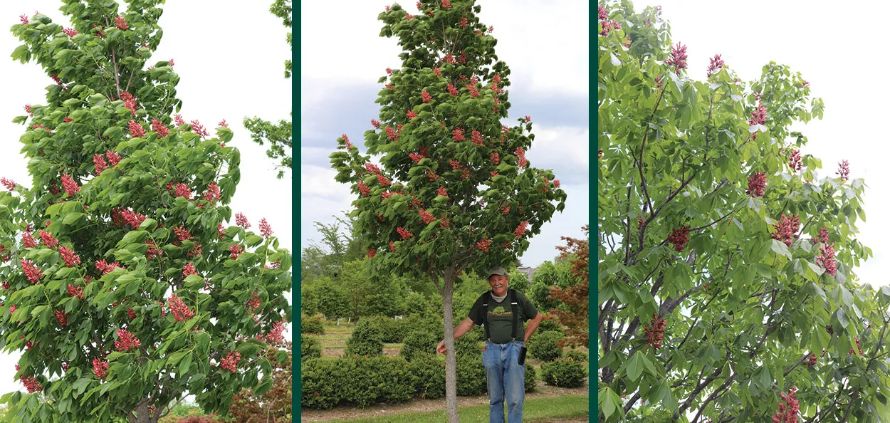 Mystic Ruby™ Buckeye | Johnson's Nursery | Knowledgebase
