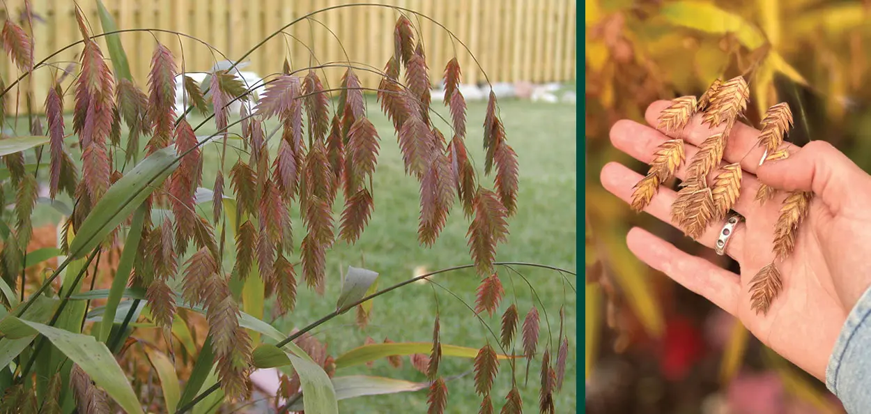 Northern Sea Oats | Johnson's Nursery | Knowledgebase
