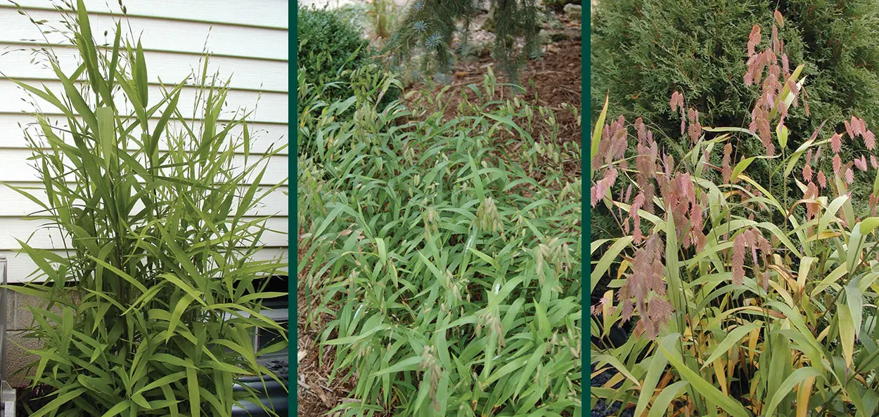 Northern Sea Oats | Johnson's Nursery | Knowledgebase