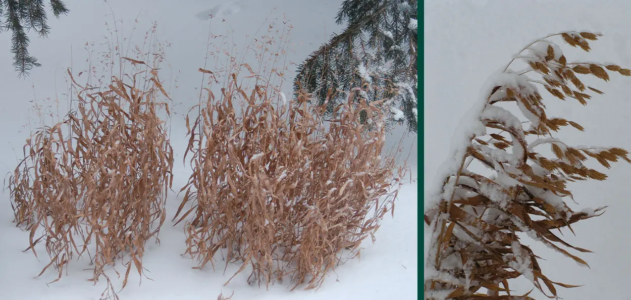 Northern Sea Oats | Johnson's Nursery | Knowledgebase