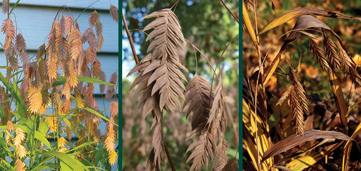 Northern Sea Oats | Johnson's Nursery | Knowledgebase