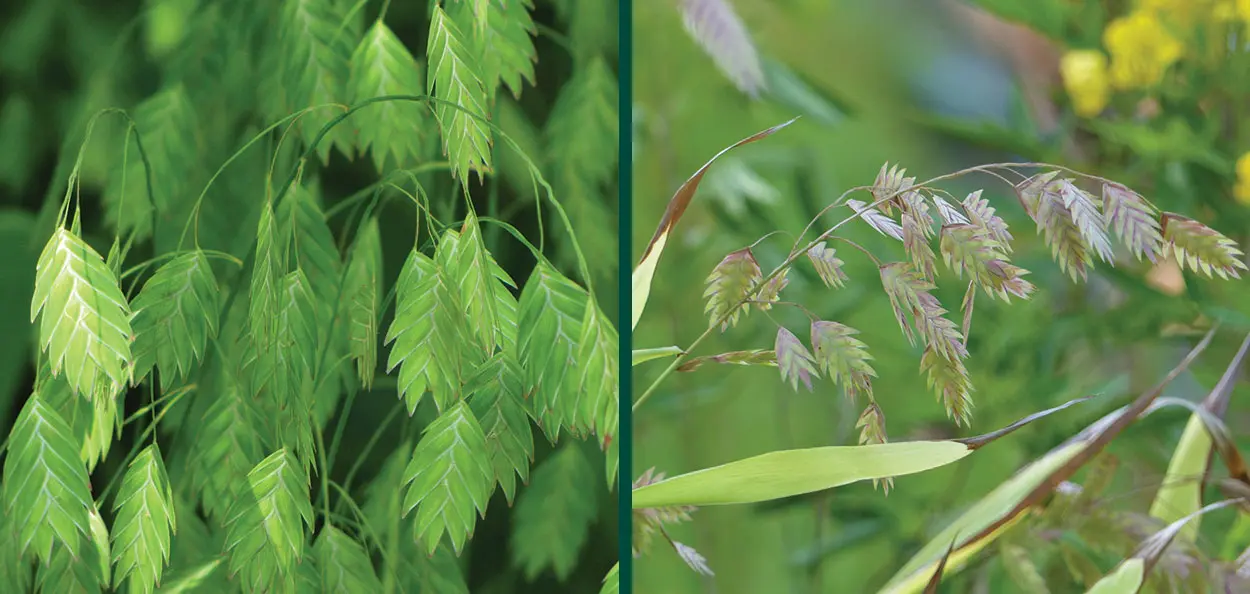 Northern Sea Oats | Johnson's Nursery | Knowledgebase