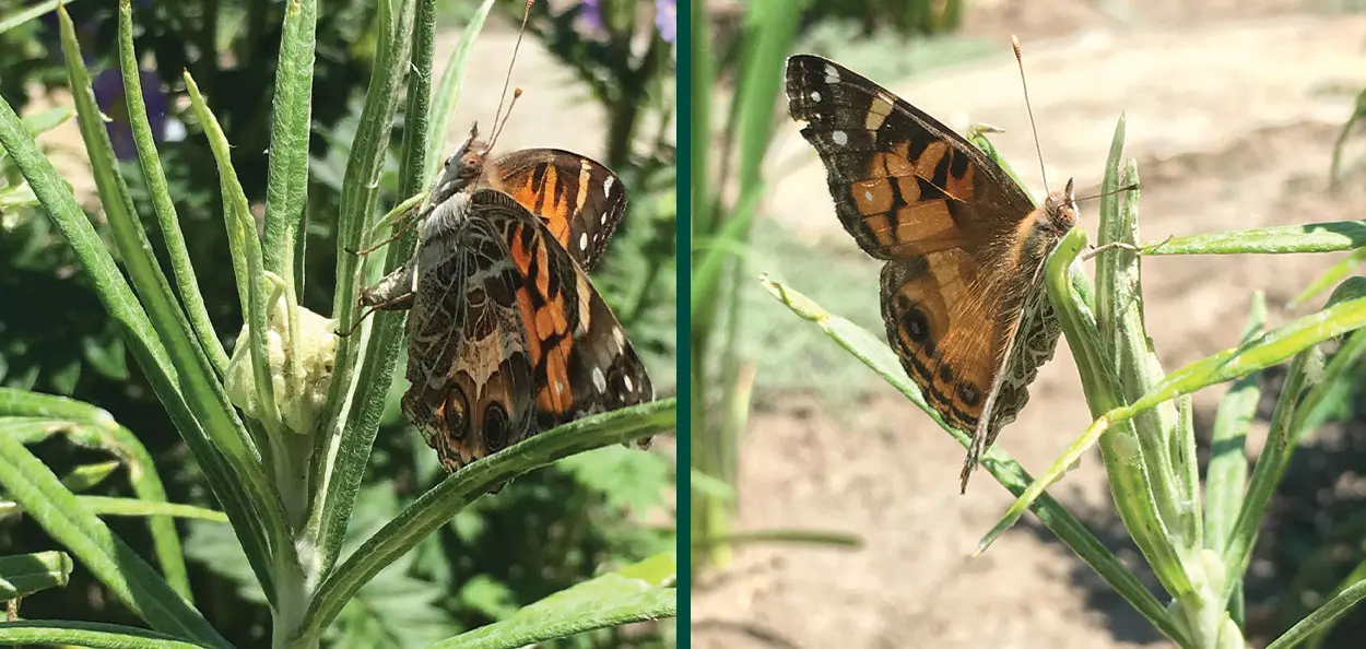 Pearly Everlasting | Johnson's Nursery | KB