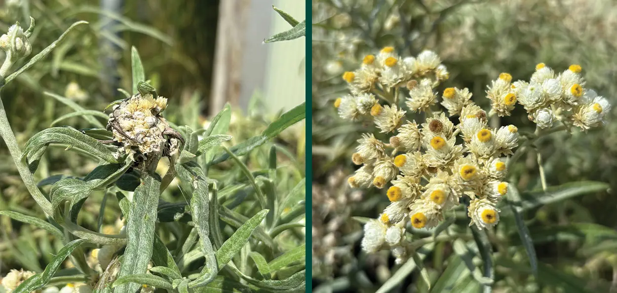 Pearly Everlasting | Johnson's Nursery | KB