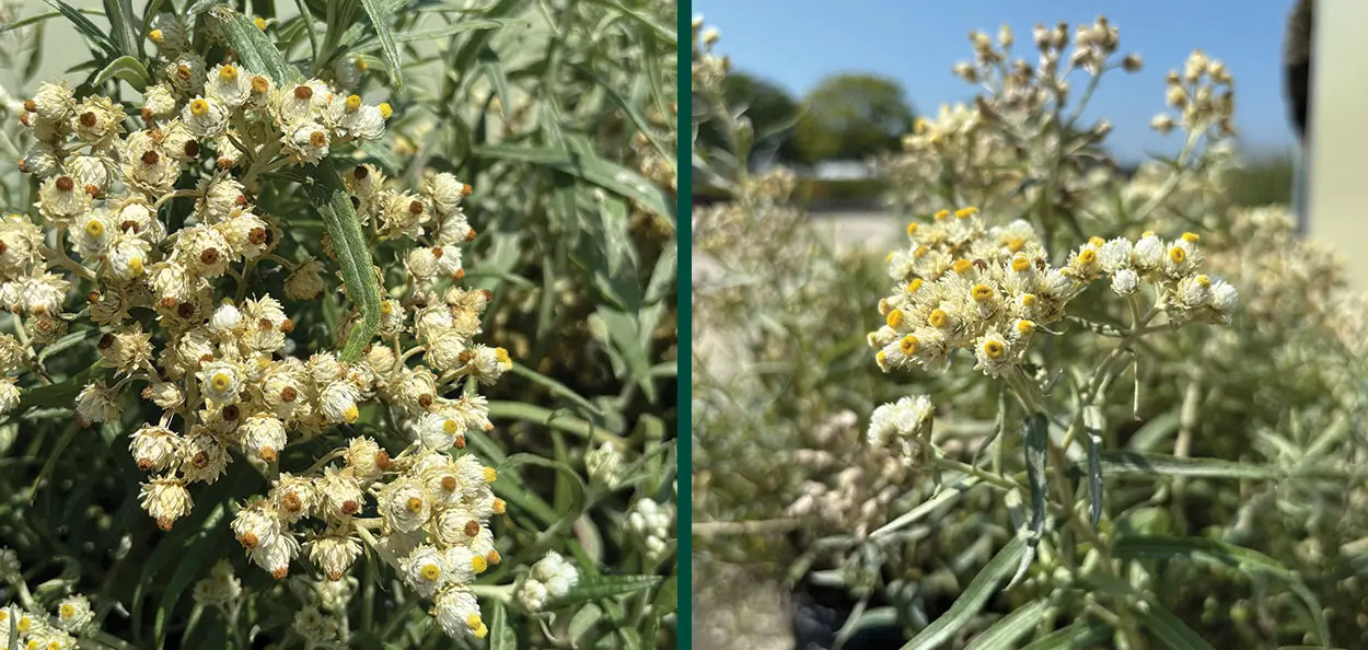 Pearly Everlasting | Johnson's Nursery | KB