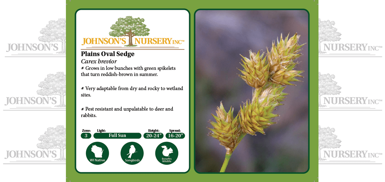 Plains Oval Sedge | Johnson's Nursery | KB