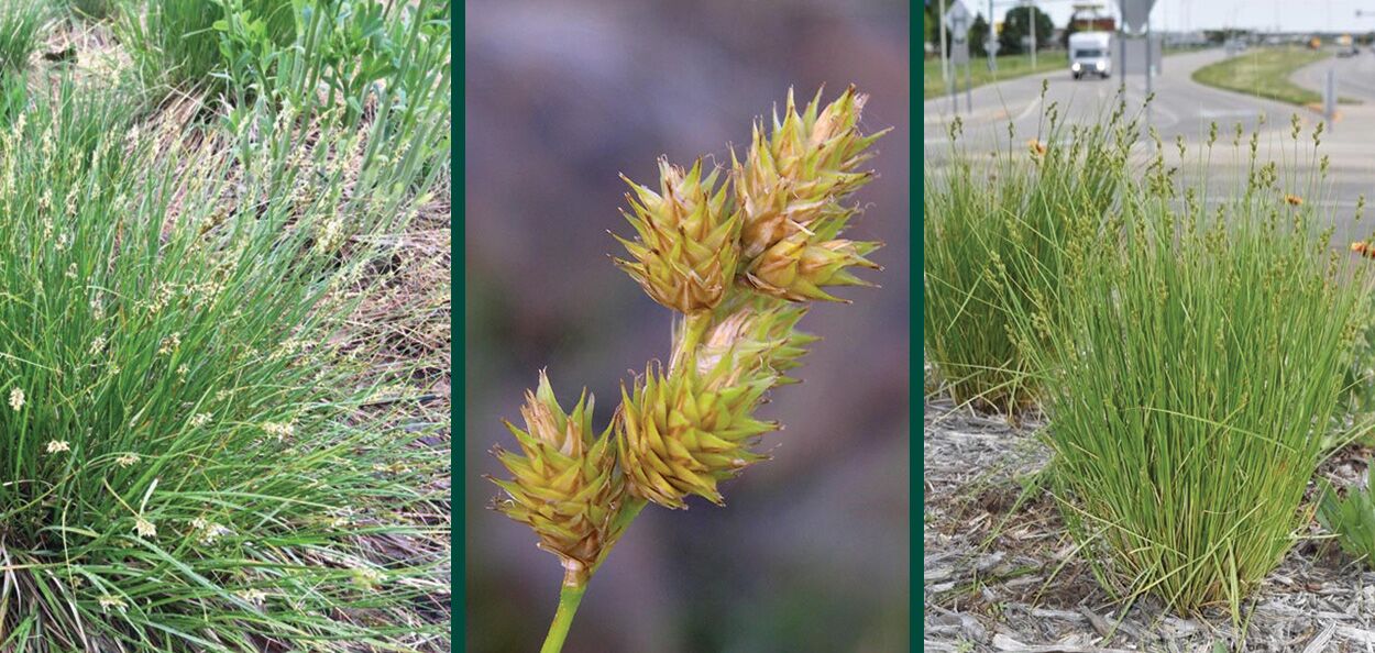 Plains Oval Sedge | Johnson's Nursery | KB