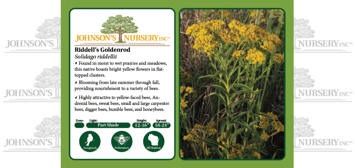 Riddell's Goldenrod | Johnson's Nursery | KB