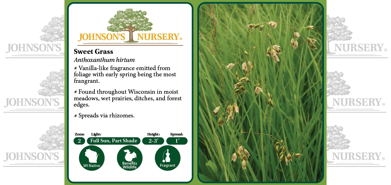 Sweet Grass | Johnson's Nursery | KB