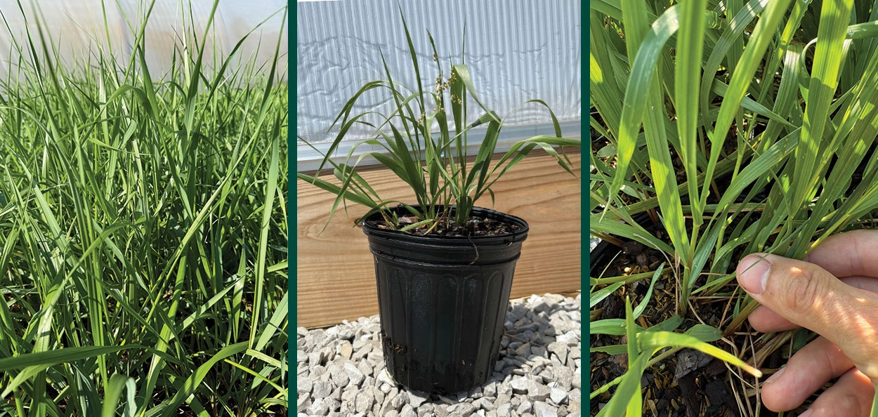 Sweet Grass | Johnson's Nursery | KB
