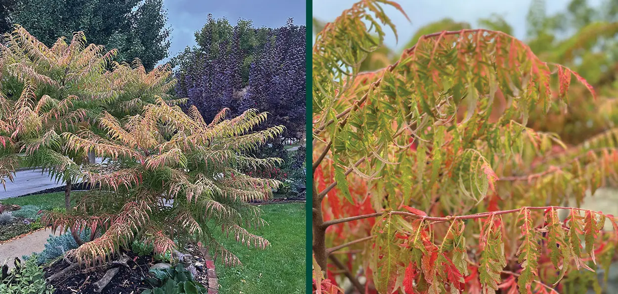 Tiger Eyes® Cutleaf Staghorn Sumac | Johnson's Nursery | KB