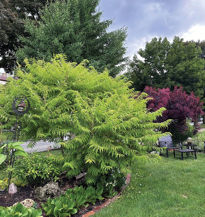 Tiger Eyes® Cutleaf Staghorn Sumac | Johnson's Nursery | KB