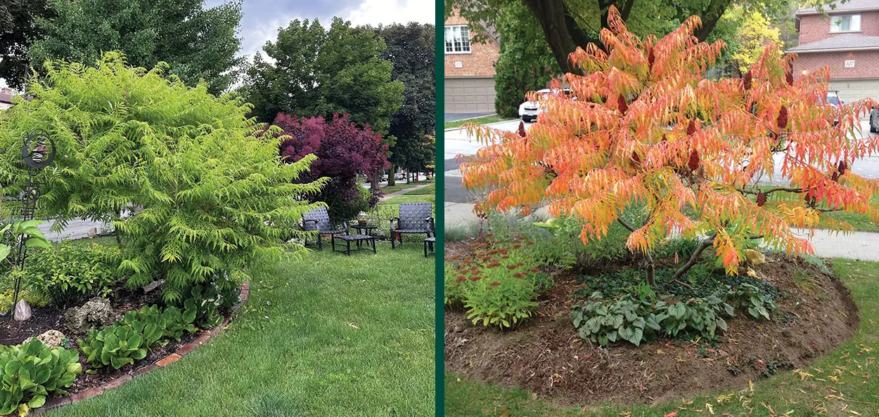 Tiger Eyes® Cutleaf Staghorn Sumac | Johnson's Nursery | KB