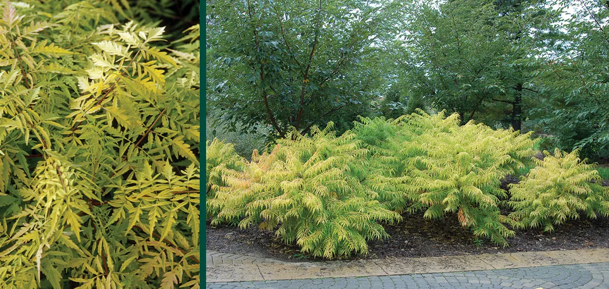 Tiger Eyes® Cutleaf Staghorn Sumac | Johnson's Nursery | KB