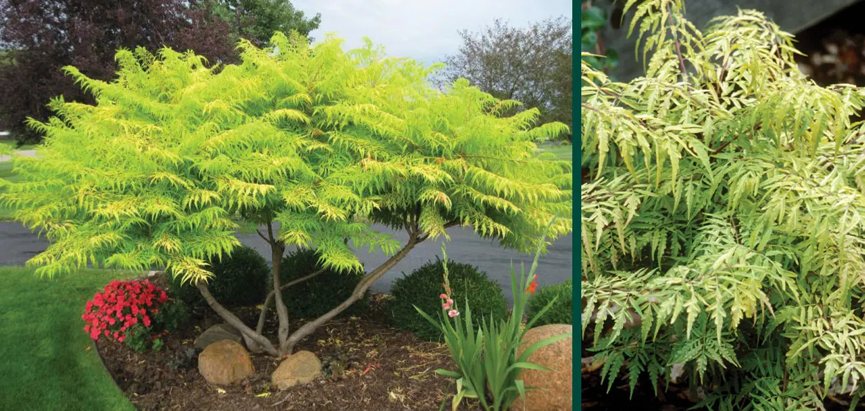 Tiger Eyes® Cutleaf Staghorn Sumac | Johnson's Nursery | KB