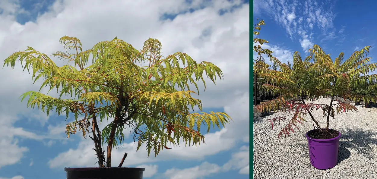 Tiger Eyes® Cutleaf Staghorn Sumac | Johnson's Nursery | KB
