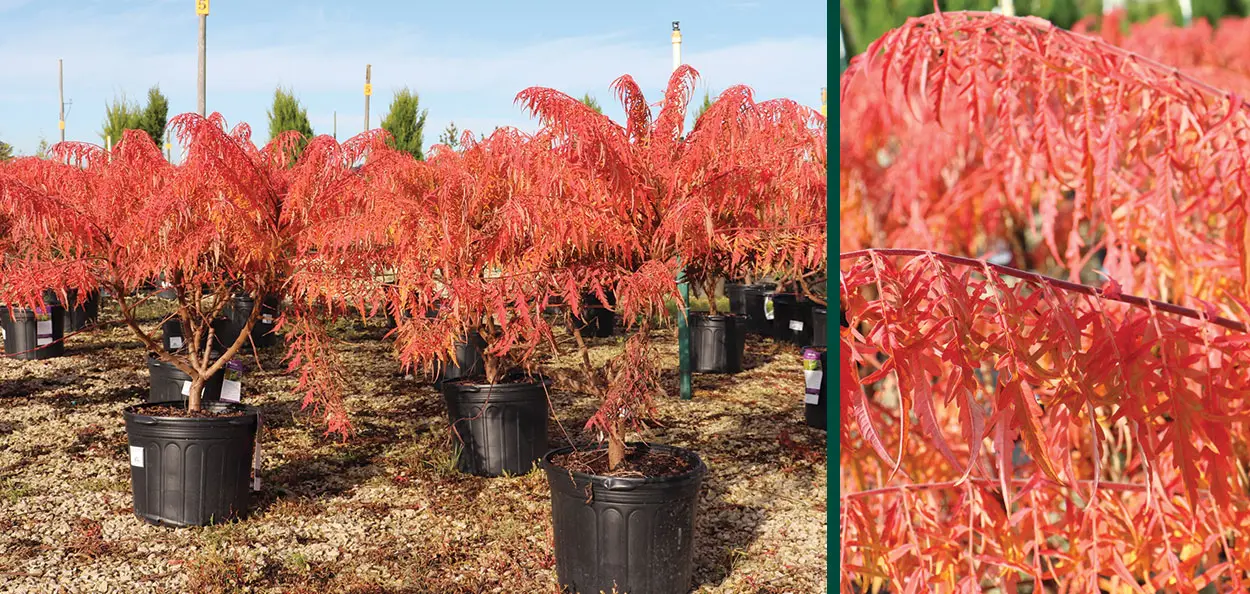Tiger Eyes® Cutleaf Staghorn Sumac | Johnson's Nursery | KB