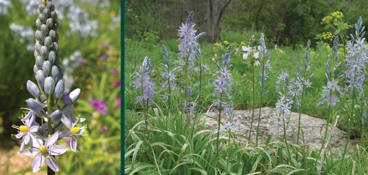 Wild Hyacinth | Johnson's Nursery | KB