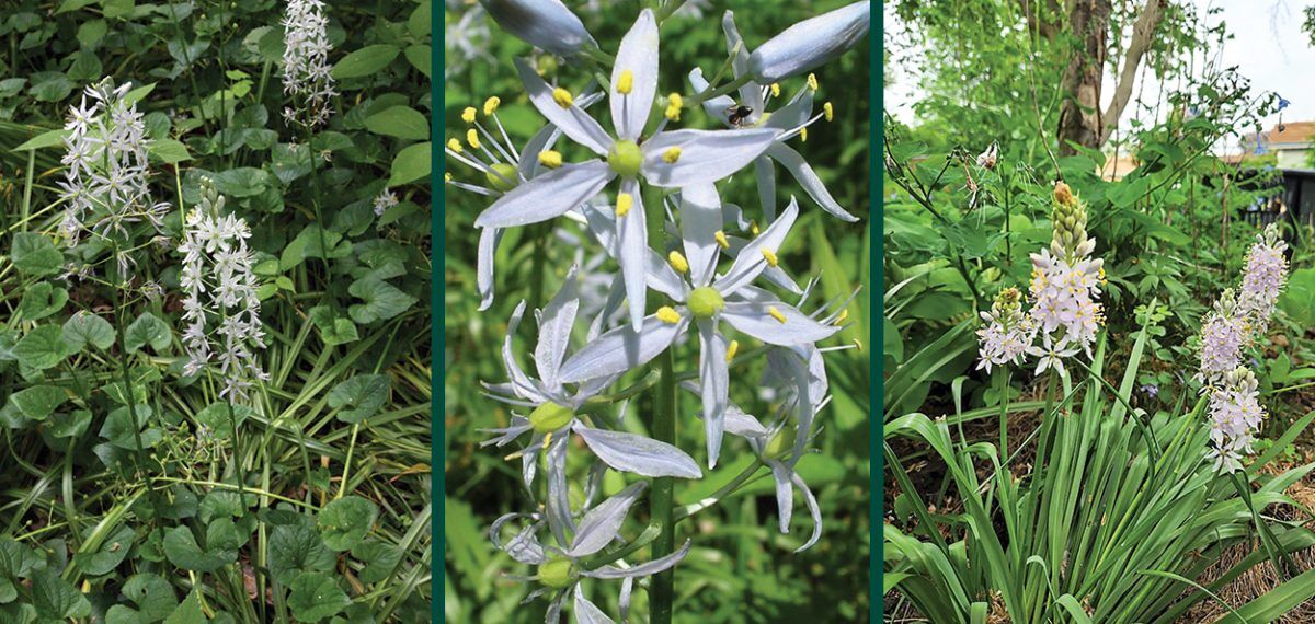 Wild Hyacinth | Johnson's Nursery | KB