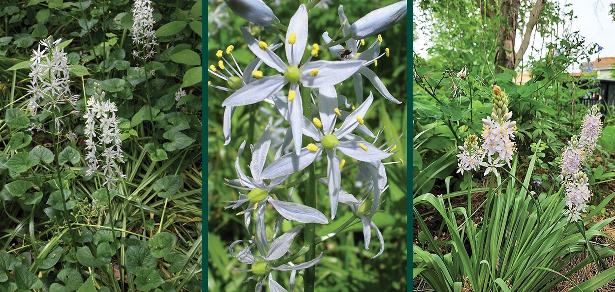 Wild Hyacinth | Johnson's Nursery | KB