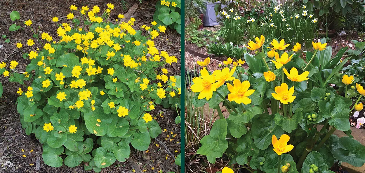 Yellow Marsh Marigold | Native | Johnson's Nursery | KB