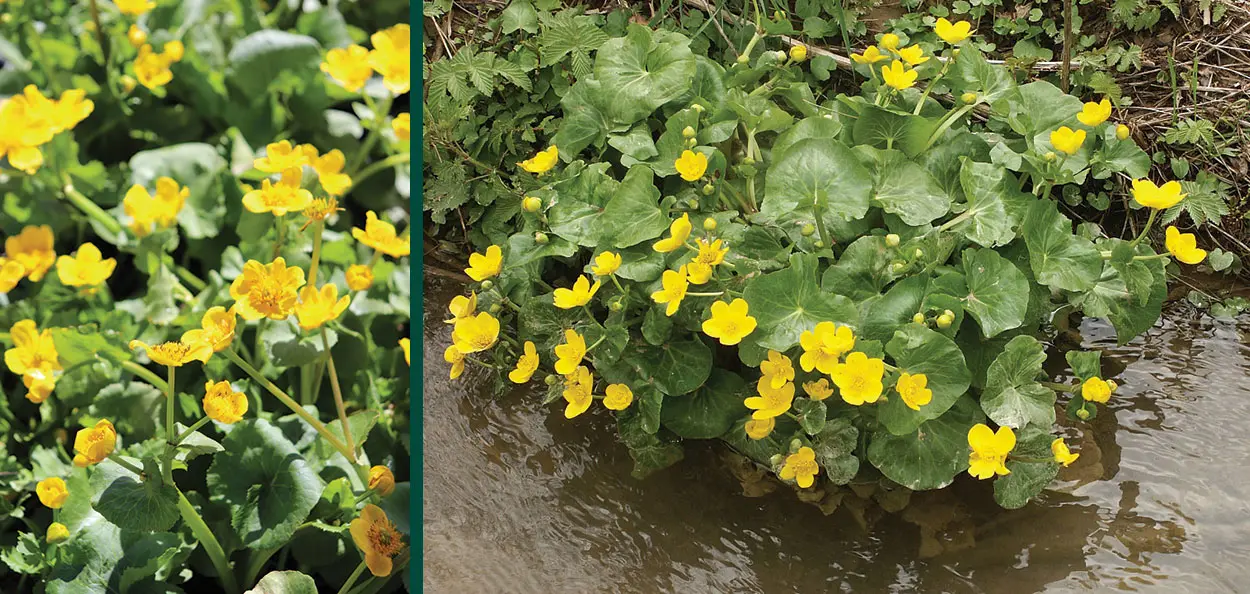Yellow Marsh Marigold | Native | Johnson's Nursery | KB