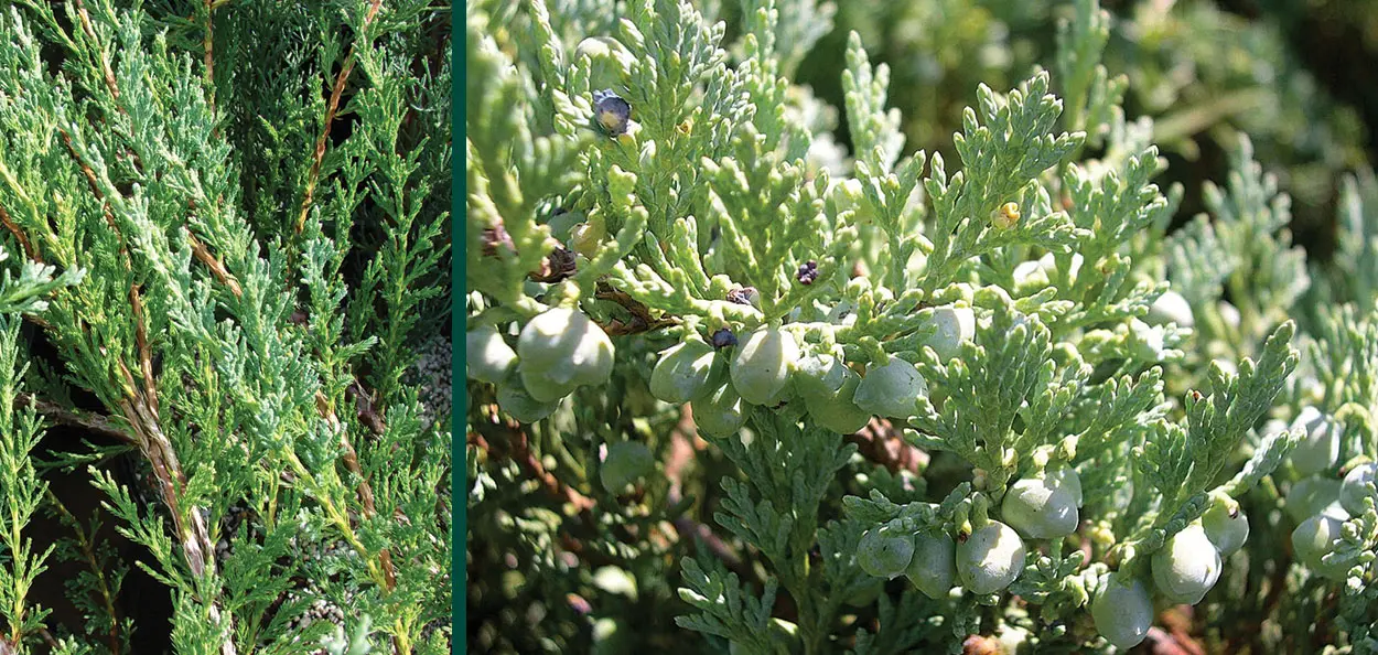 Creeping Juniper | Johnson's Nursery | KB