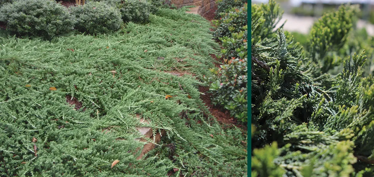 Creeping Juniper Retaining Wall