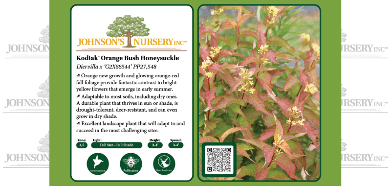 Kodiak® Orange Bush Honeysuckle | Johnson's Nursery | KB
