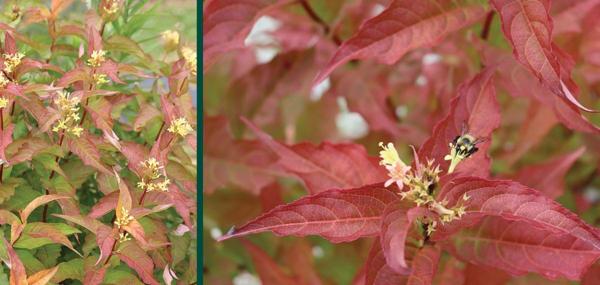 Kodiak® Orange Bush Honeysuckle | Johnson's Nursery | KB