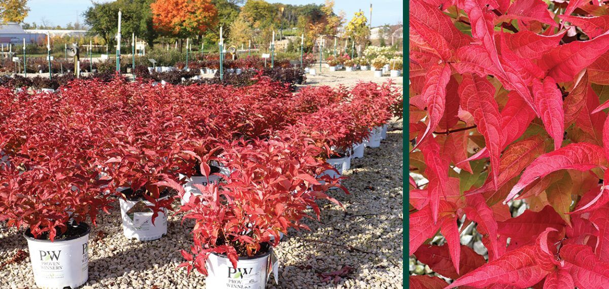 Kodiak® Orange Bush Honeysuckle | Johnson's Nursery | KB